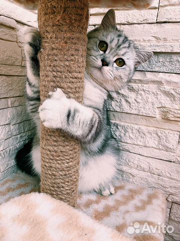 Кот на вязку