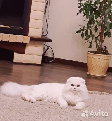 Отдам британского кота