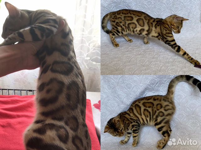 Подрощенная девочка WildFelines Donatella