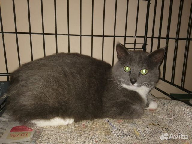 Кошечка-подросток Муся в добрые руки