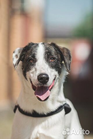 Мартин ищет дом