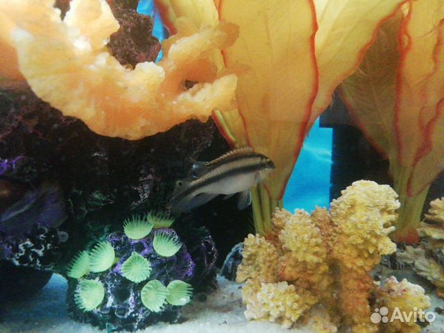 Пельвикахромис Пульхер обмен