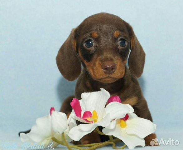 Такса мини кофейная девочка