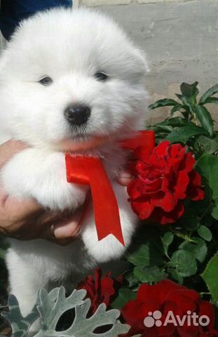 Щенки самоеда