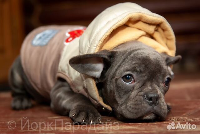 Серый или голубой французский бульдог