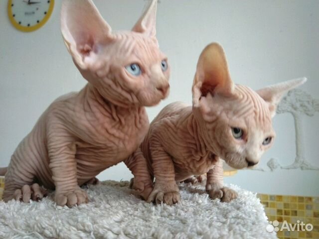 Канадский сфинкс