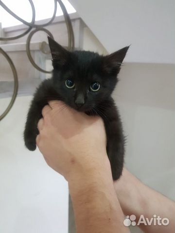 Кот талисман