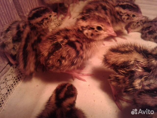 Перепелята суточные и подрощенные