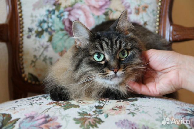 Сибирская кошка Шерри ищет дом