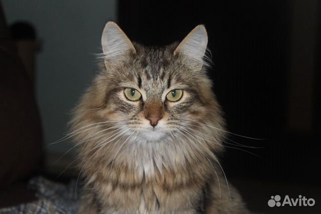 Молодой котик Пуш