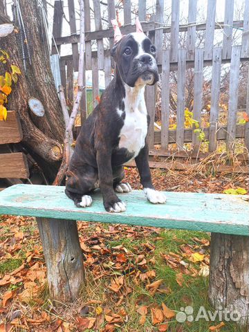 Щенок боксера тигрового окраса