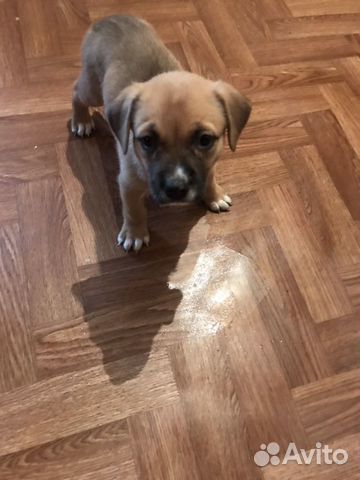 Стафф терьер отдаю в хорошие руки щенку месяц, лас