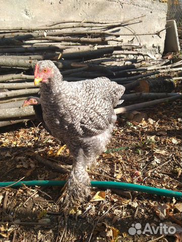 Кохинхин палевый