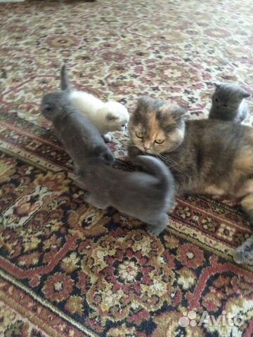 Отдам в хорошие руки кошку британку вислоухую