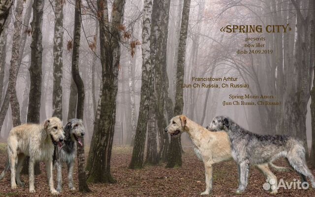 Ирландский волкодав