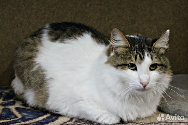 Кот Тишка