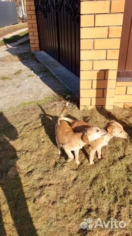 Пристраиваются мальчик и девочка(брошенные щенята)