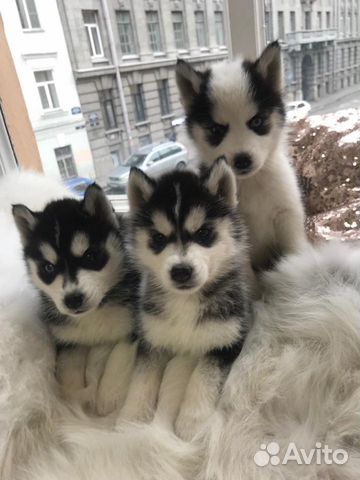 Сибирские Хаски Для Дома