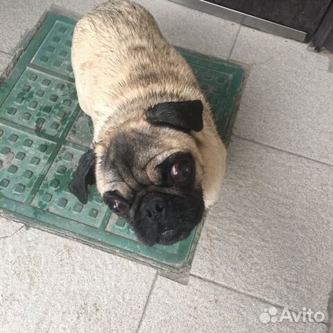 Найден Мопс)