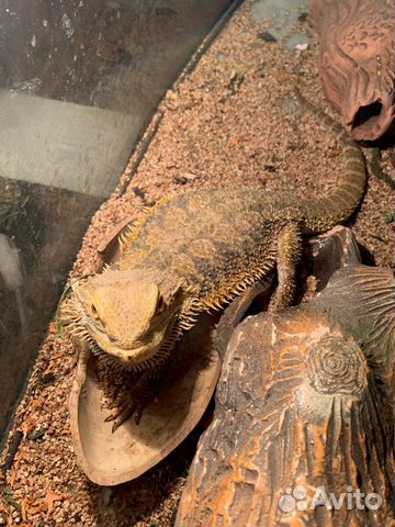 Продаю бородатую агаму