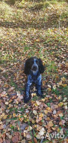 Спаниель. Вязка