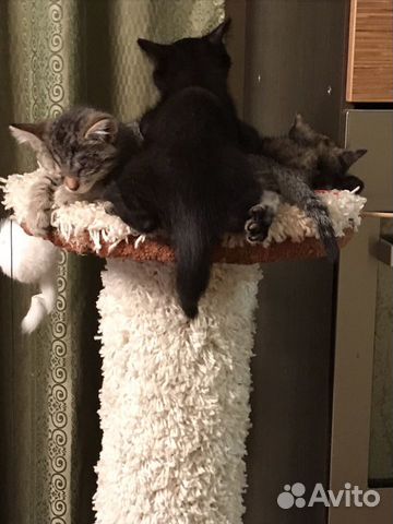 Особенные котята ищут дом