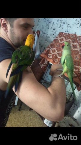 Ожереловый попугай(обмен и доставка )
