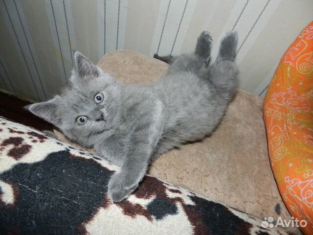 Мальчик породы Скоттиш Страйт