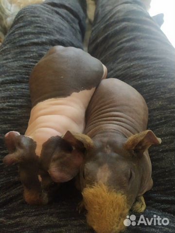 Вязка морских свинок-скинни