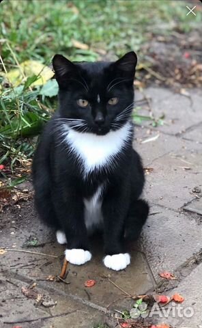 Маркиза ищет дом