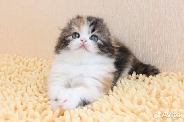 Девочка хайленд фолд