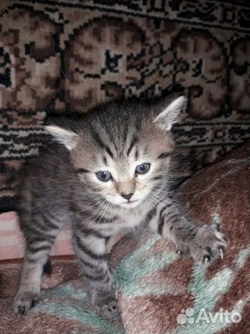 Шотландчик