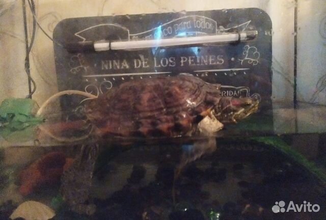 Красноухая Черепаха