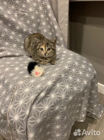 Котенок