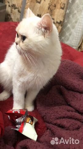 Британская шиншилла