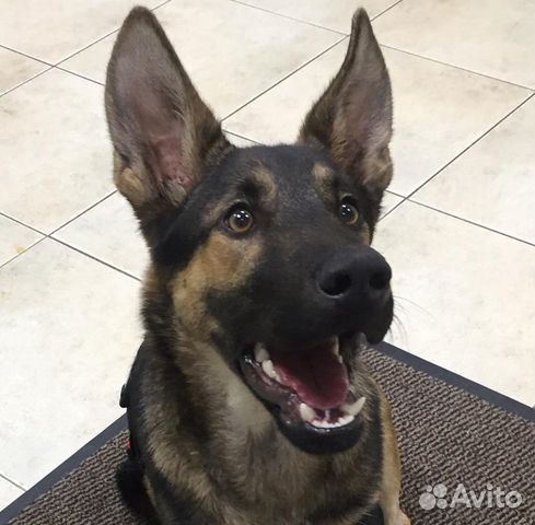 Щенок, близкий метис овчарки, ищет семью