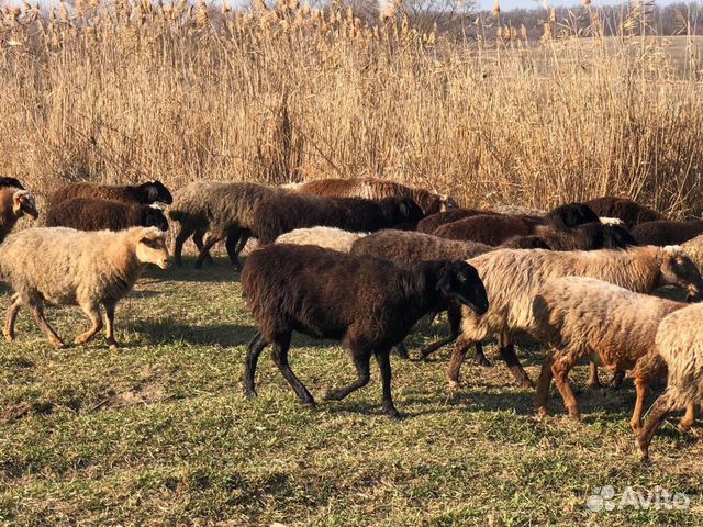 Ярка, матка