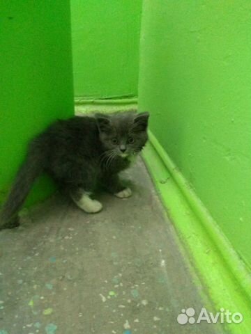 Маленький котенок