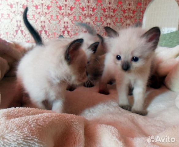 Тайские котята
