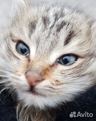 Котенок в добрые руки