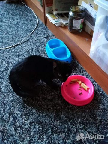 Продам Кошечку зовут Алиса