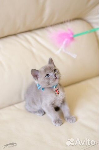 Котята Бурманской кошки