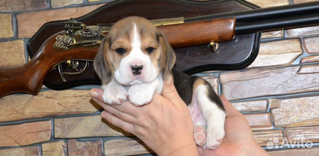 Бигледети от титулованных производителей