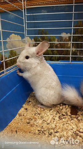 Шиншилла мальчик