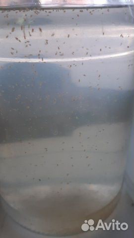 Дафния. живой корм