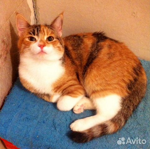 Скромная трёхцветная красавица, котёнок Фруша