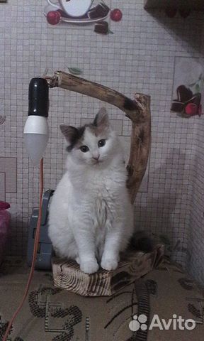 Отдадим котенка