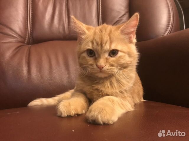 Ищу хозяев для очень красивого котенка