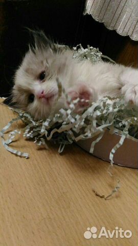 Красотулечки - крохотулечки