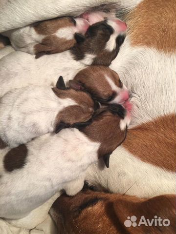 Открыто бронирование на щенков фокстерьера г/ш